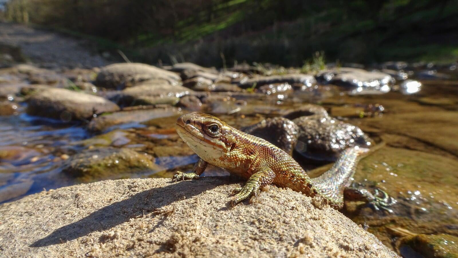 ImageArt Monthly Challenge